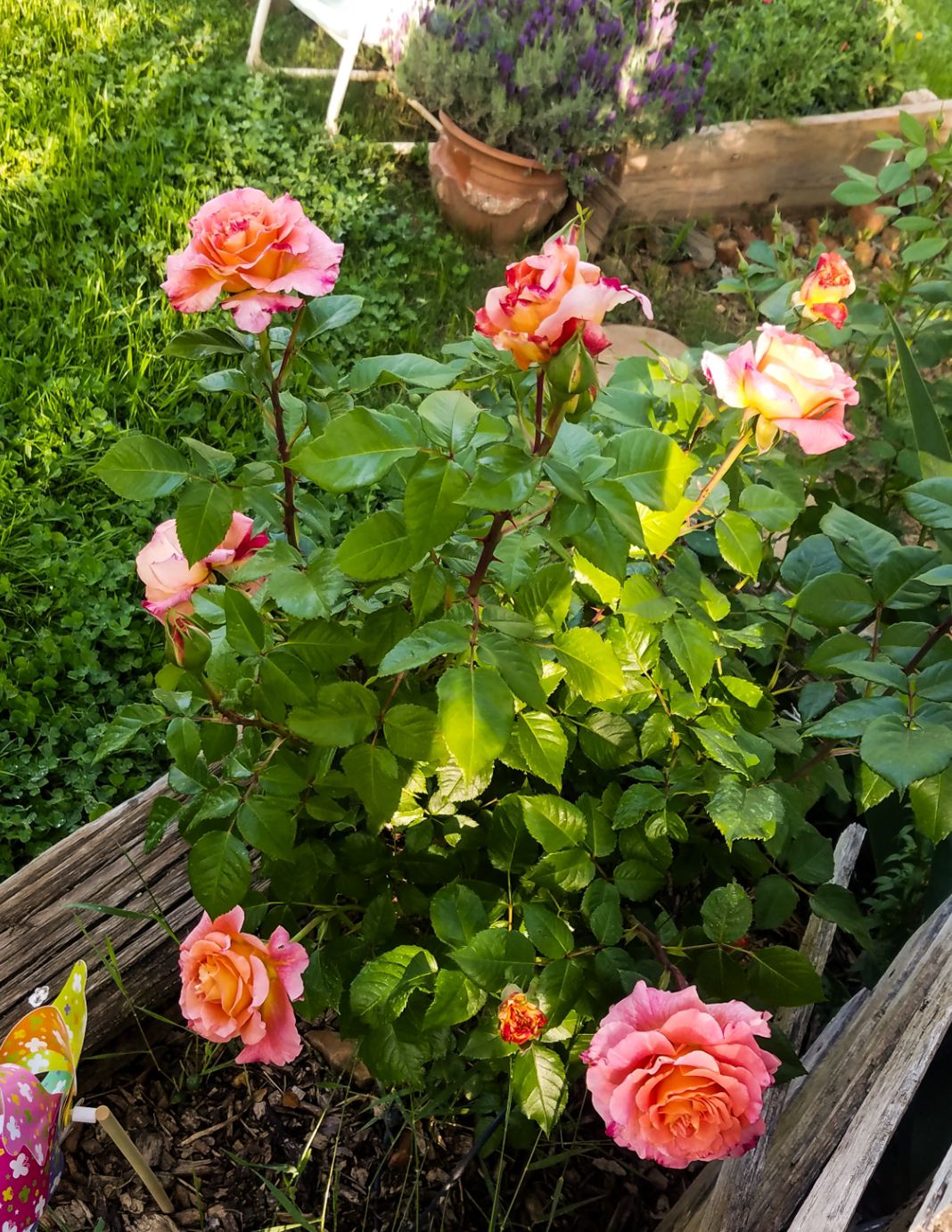 From Blossoms to Poetry – where I’ve been & exciting things coming – Sierra V. Fedorko